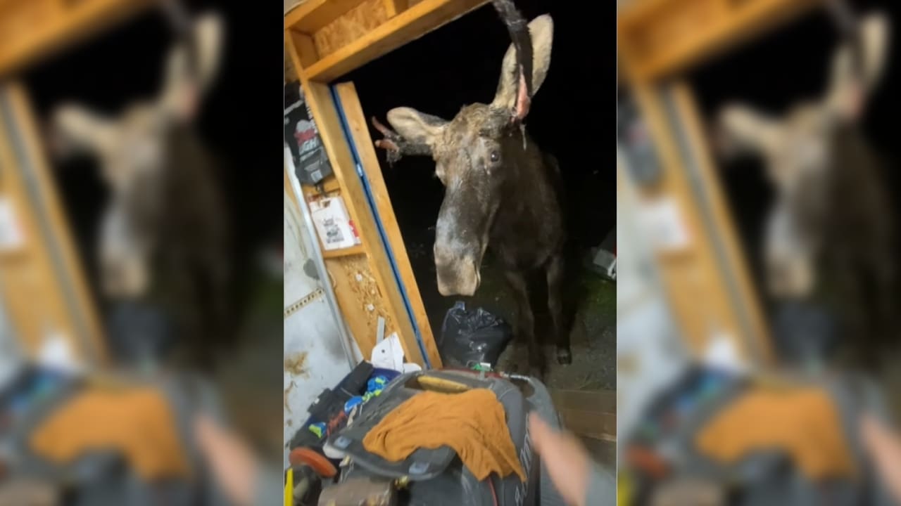 Moose Potentially Infected With ‘Brain Worm’ Crashes Party