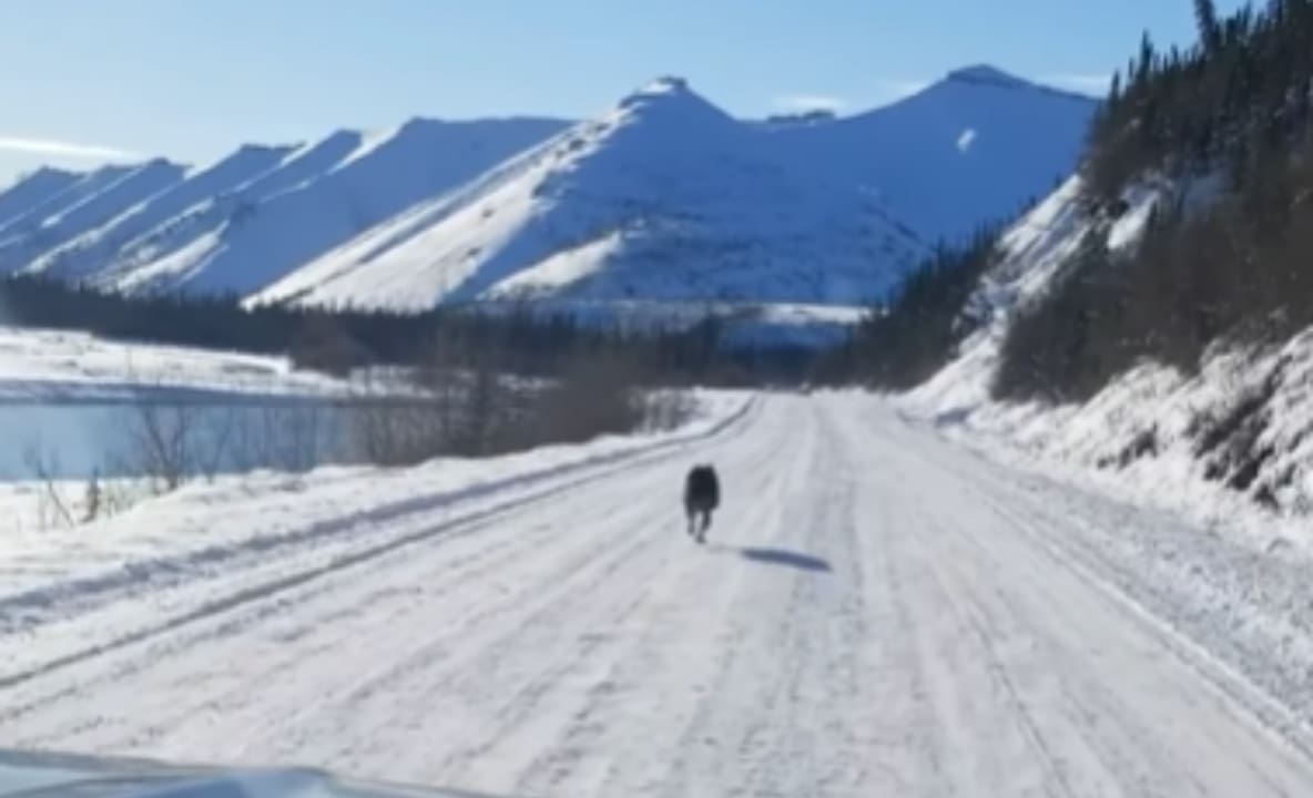 Wild Wolf Shows Impressive Speed On Snowy Road (Watch)
