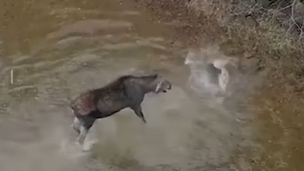 Moose Fights Off Wolf