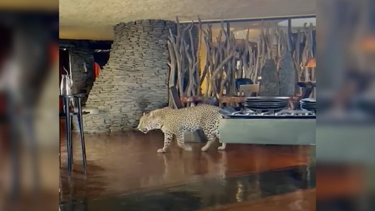 Wild Leopard Casually Strolls Through Hotel