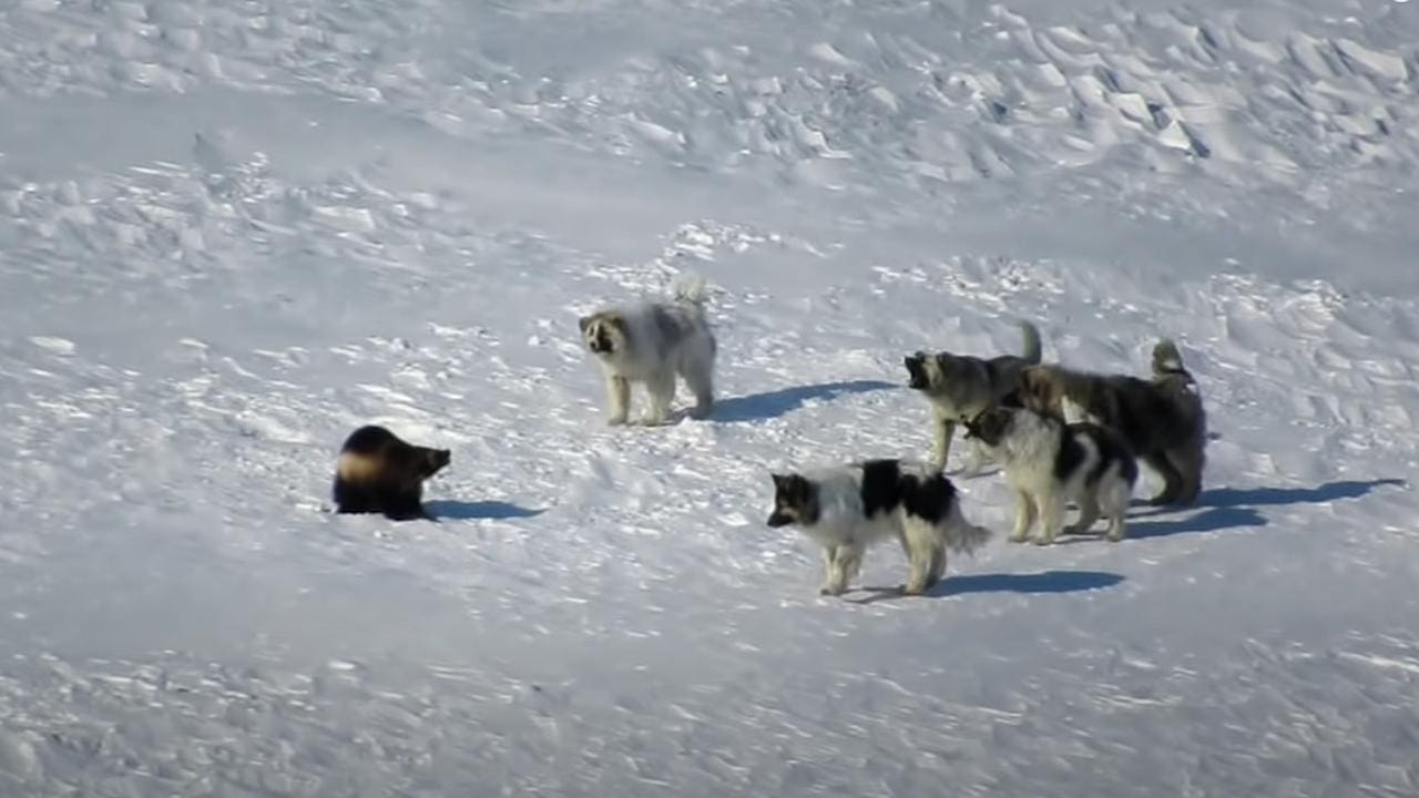 Vicious Wolverine Take On Dog Pack (Watch)