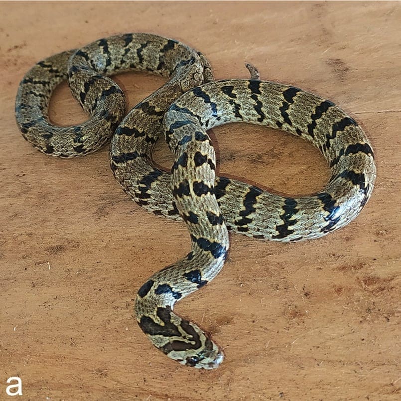 Instagram Post Leads To Discovery of New Himalayan Snake Species