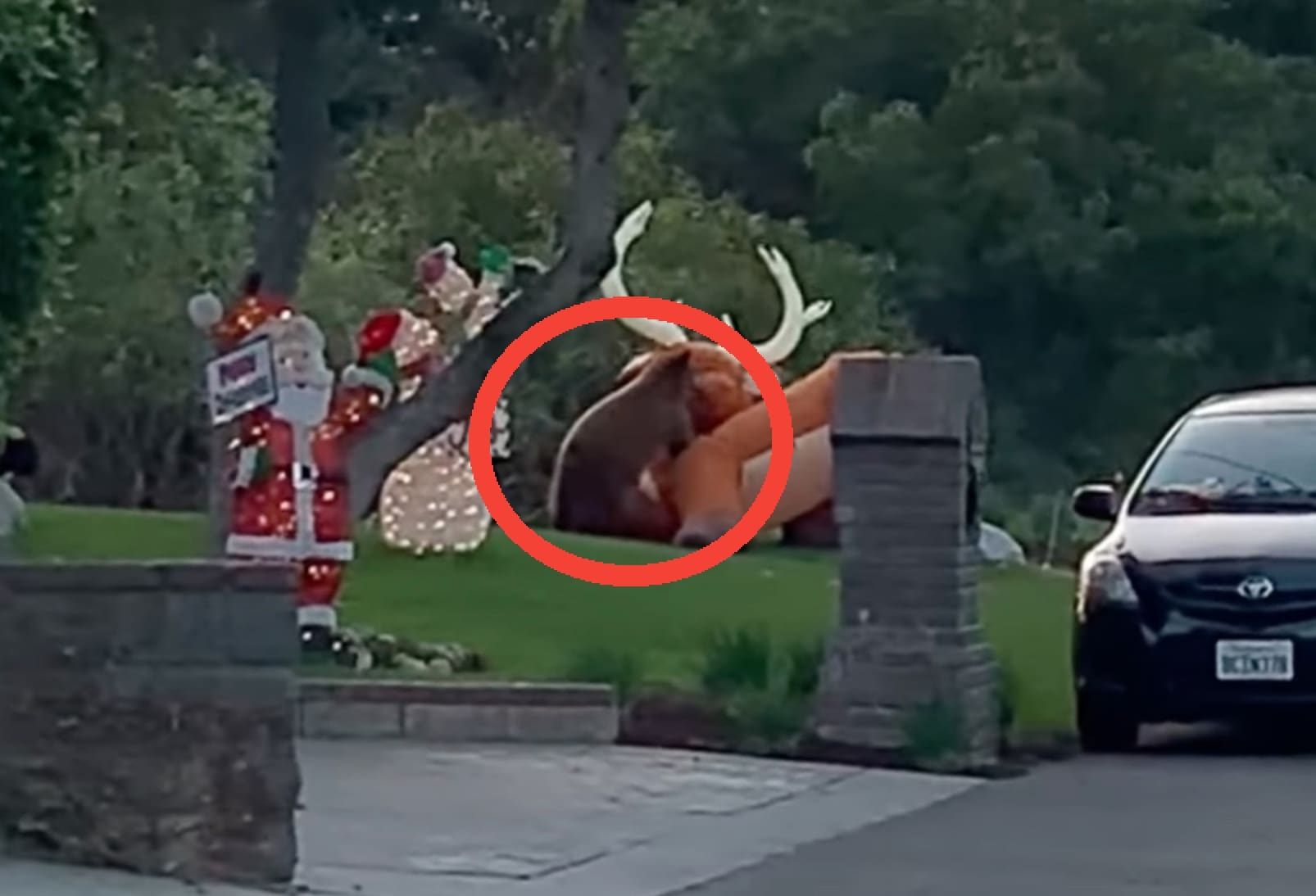 VIDEO: Bear Attacks Giant Inflatable Rudolph