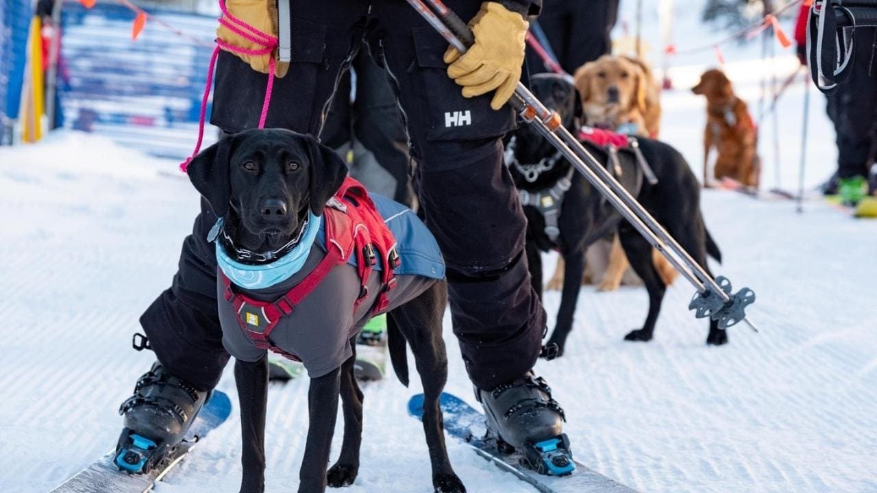 Alta Just Wrapped-Up Entire Week of Avalanche Rescue Dog School