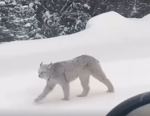 Lynx Spotted Strolling Near Silverton, Colorado
