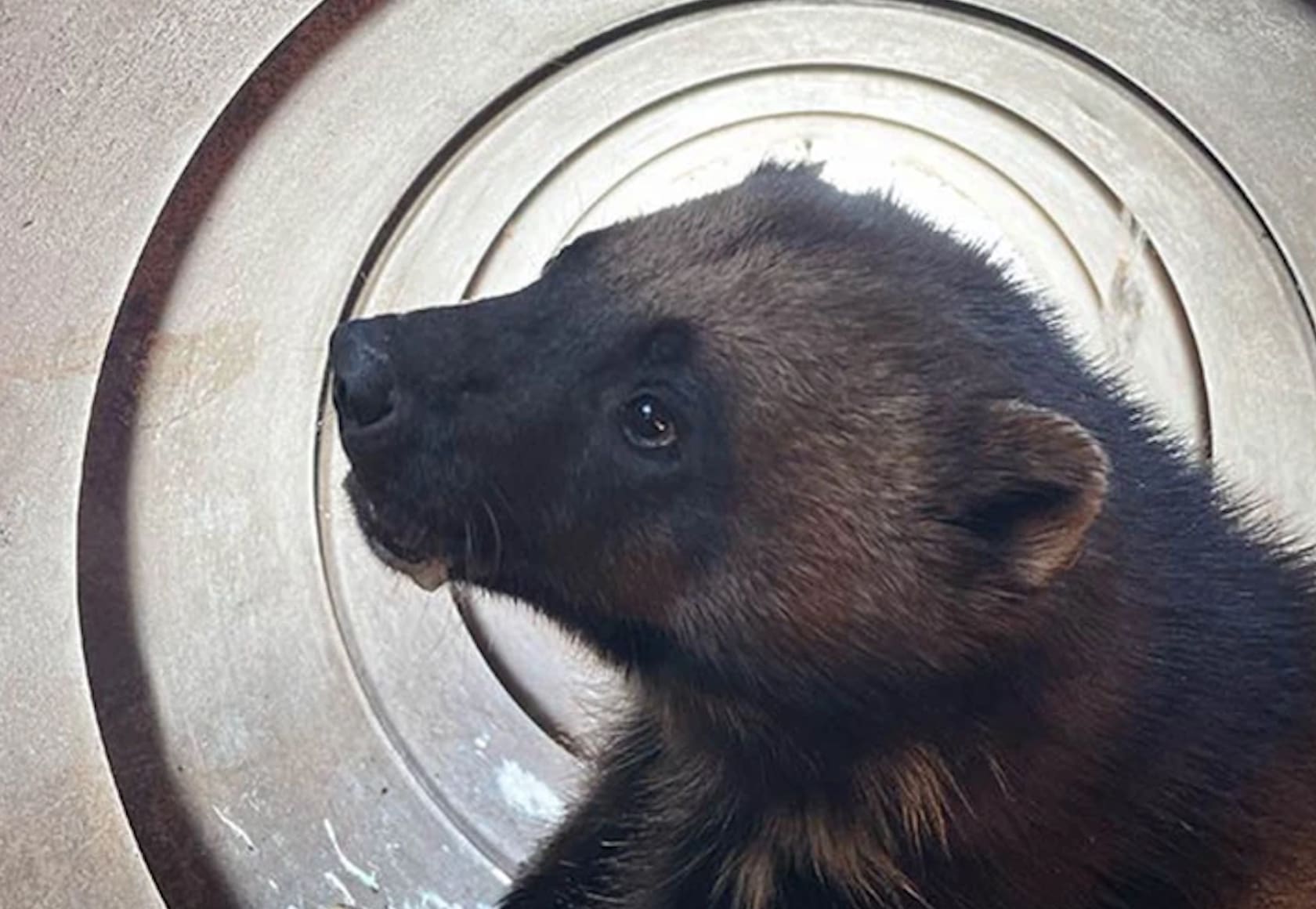 Utah Biologists Capture Live Wolverine For First Time