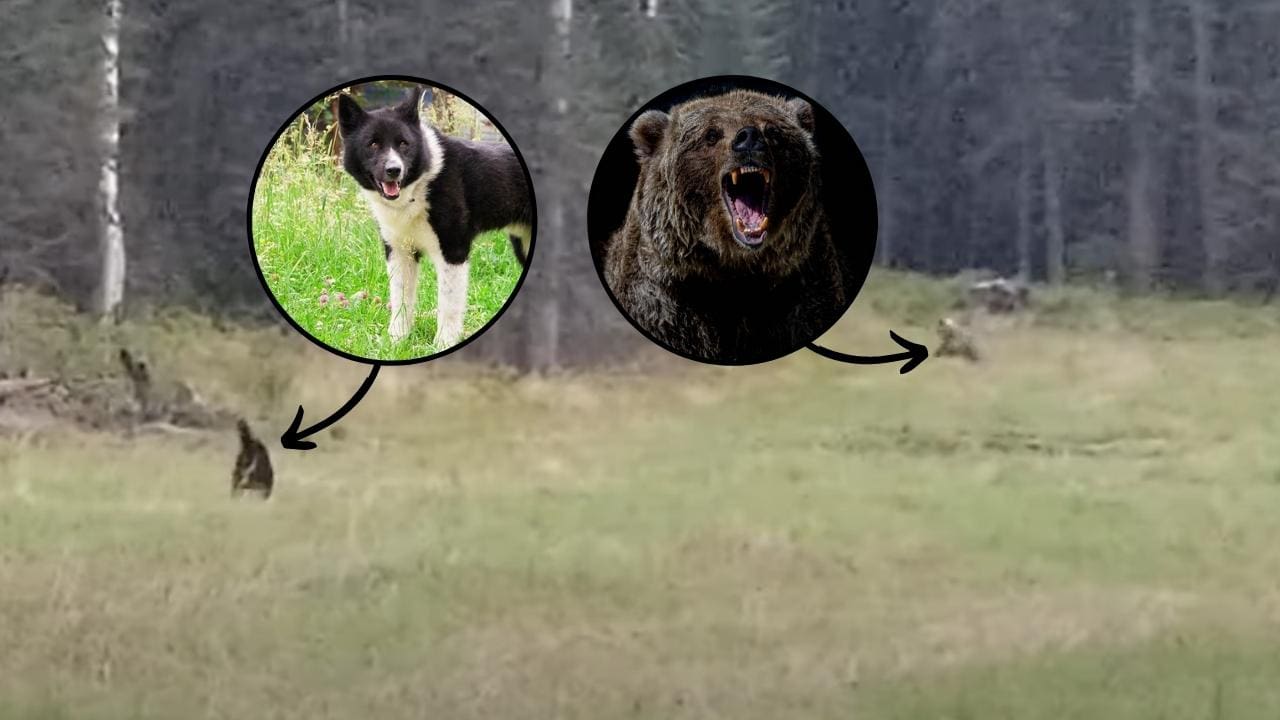 Karelian Bear Dog Chases Off Grizzly (Video)
