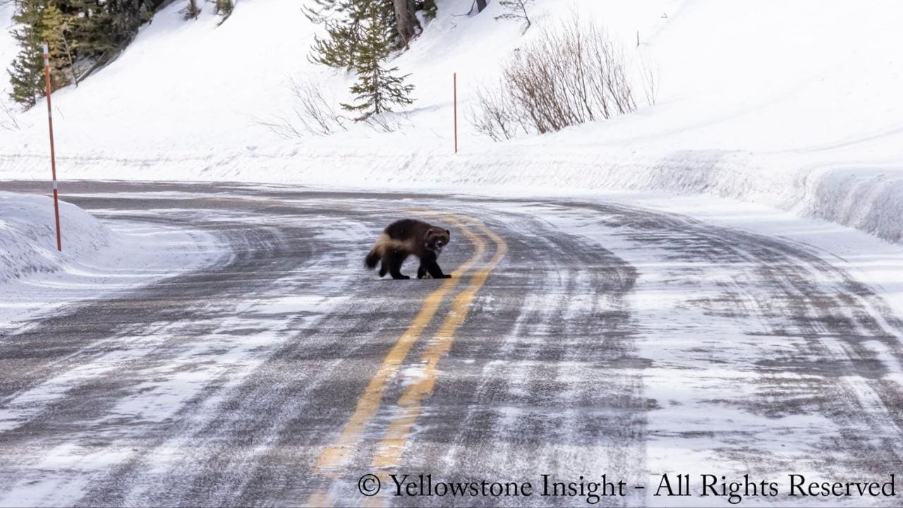 Extremely Rare Wolverine Spotted In Yellowstone National Park