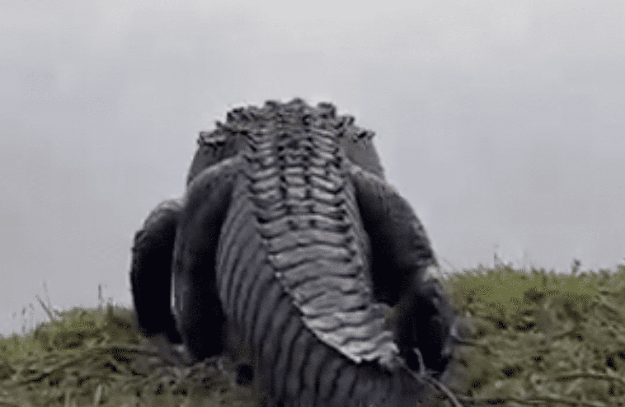 Massive Alligator Makes Easter Appearance In Florida Neighborhood