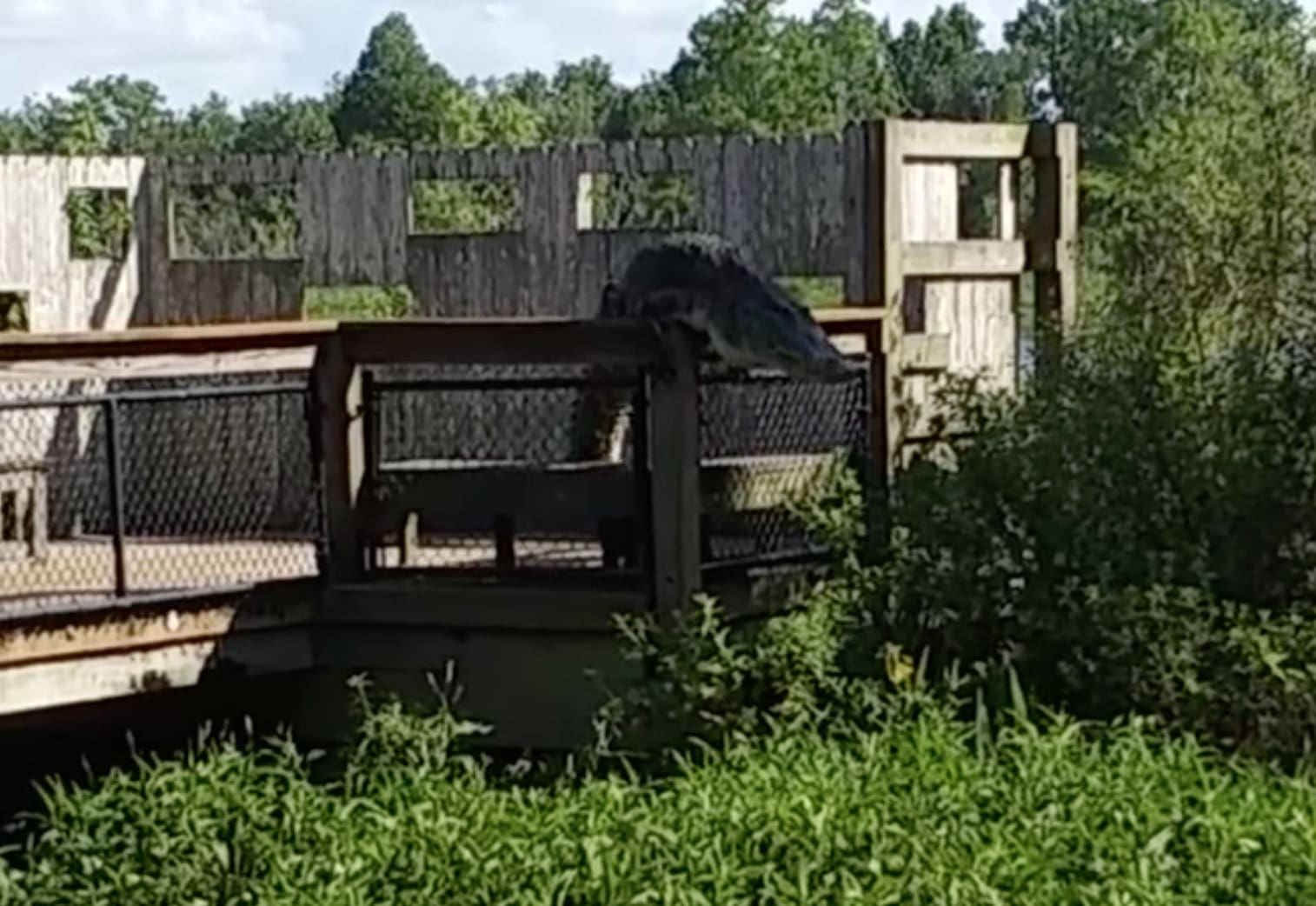 8-Foot Alligator Caught Climbing Over Fence At Florida Reserve