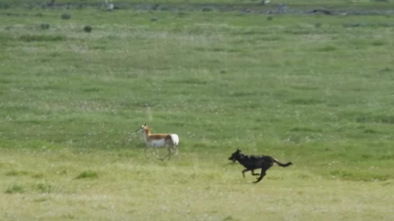 WATCH: Wolf Chases Young Pronghorn In Yellowstone National Park