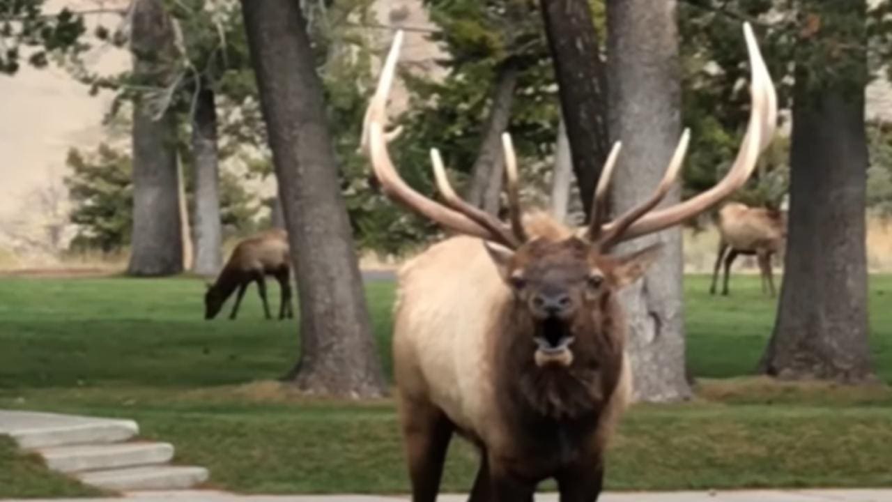 WATCH: Bull Elk Bugles Sound Terrifying