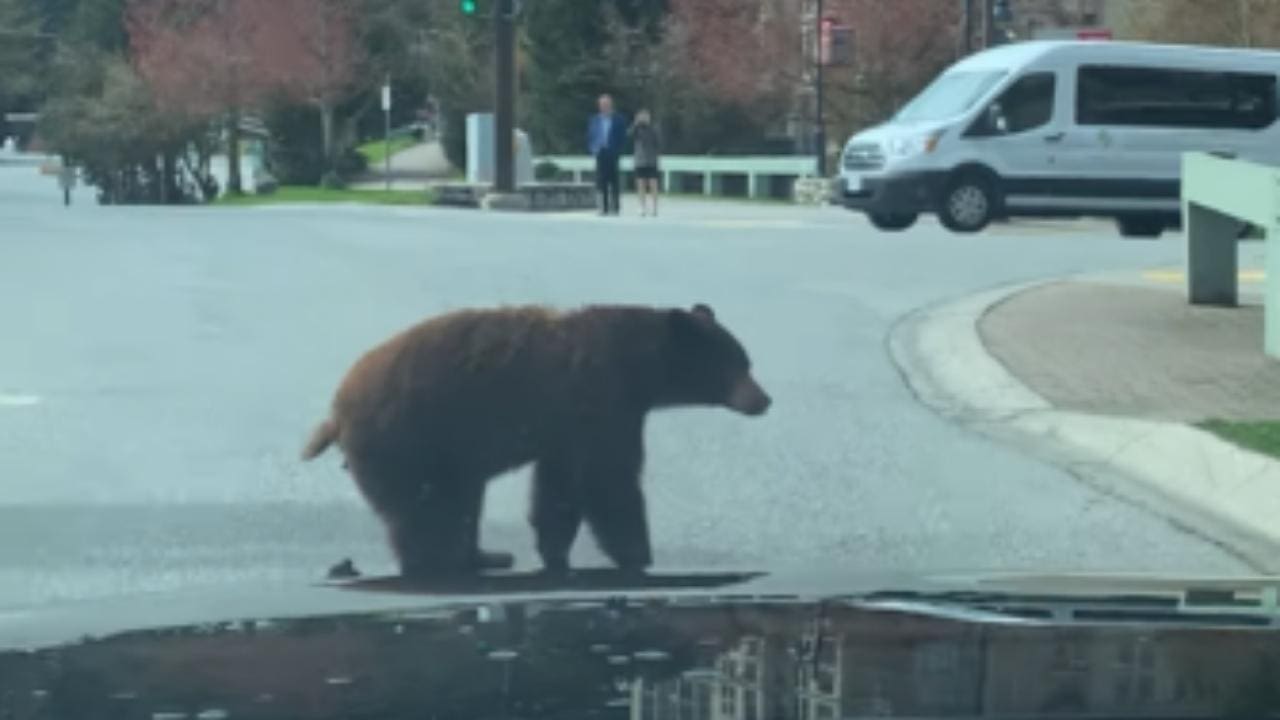 Pooping Bear Blocks Traffic Near Whistler (Video)