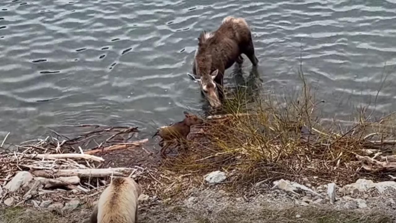 WATCH: Mother Moose Chases Off Grizzly