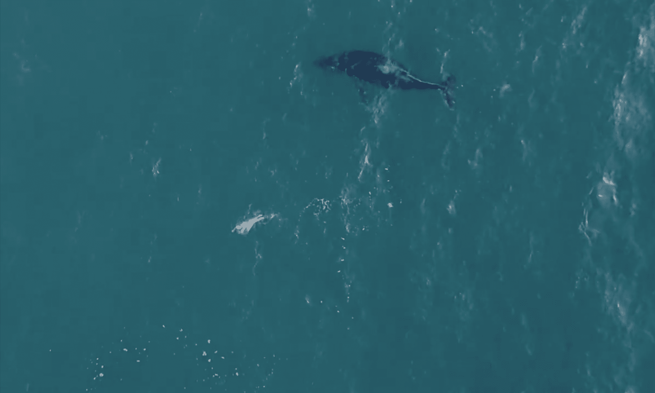 Friendly Humpback Whale Shadows Swimmer (Video)
