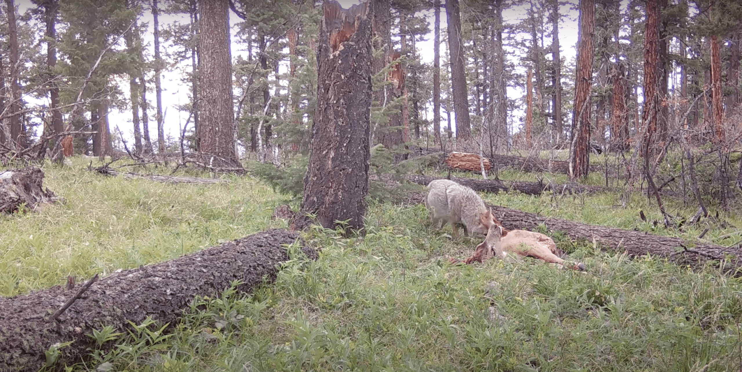 Why Animal Carcasses Are Important To An Ecosystem (Video)