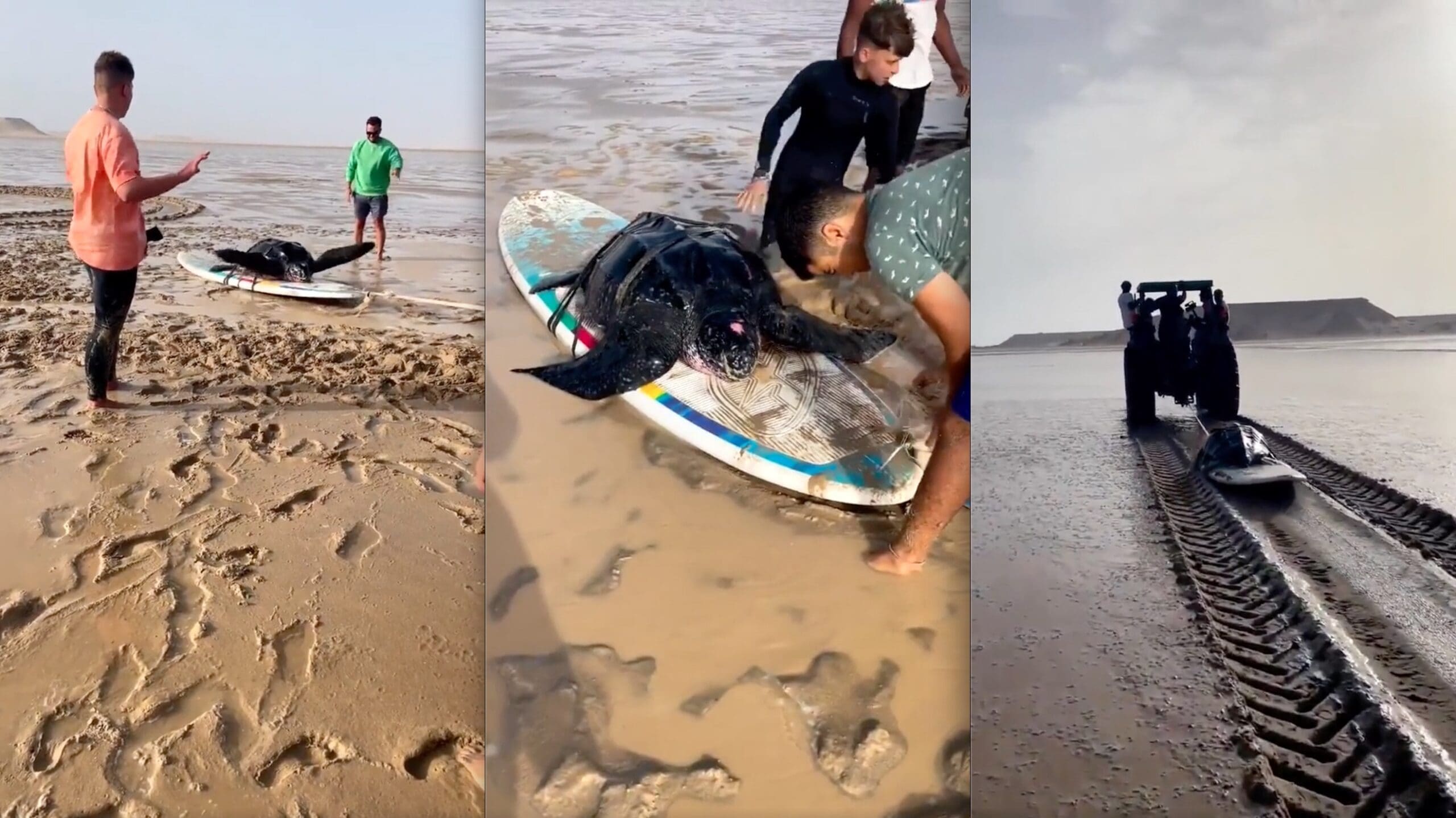 VIDEO: Stranded Leatherback Turtle in Morocco Saved Using Surfboard VIDEO: Stranded Leatherback Turtle in Morocco Saved Using Surfboard