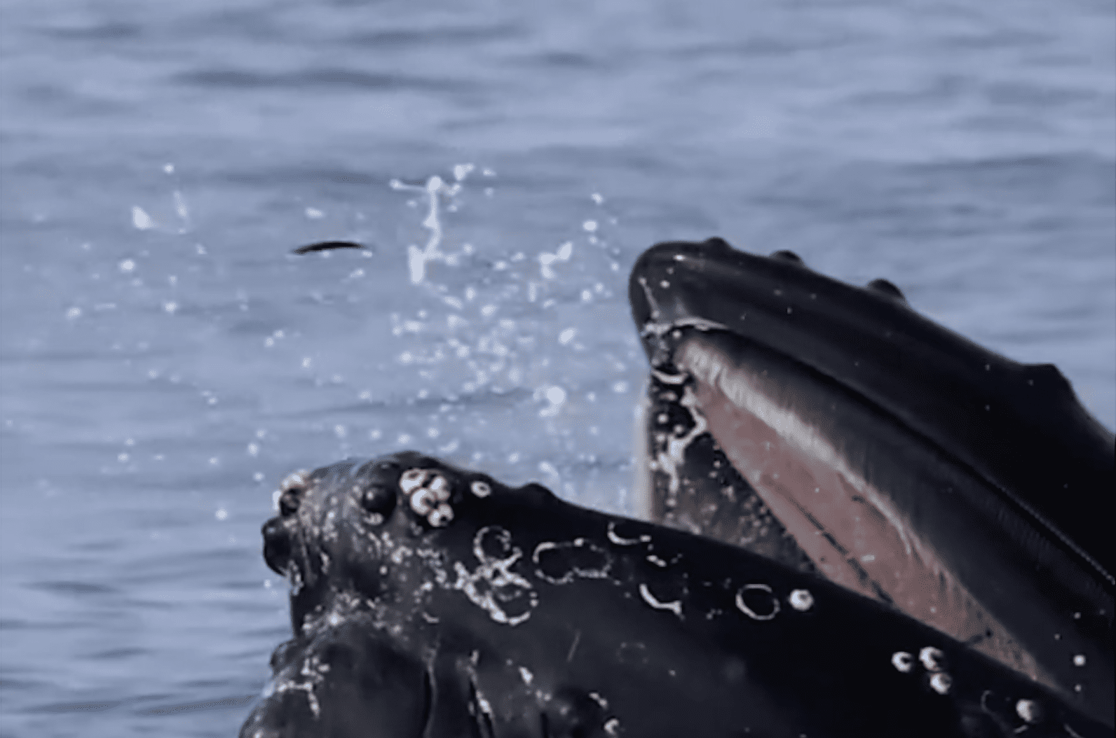 Luckiest Anchovy Makes Successful Leap Towards Freedom (Funny)