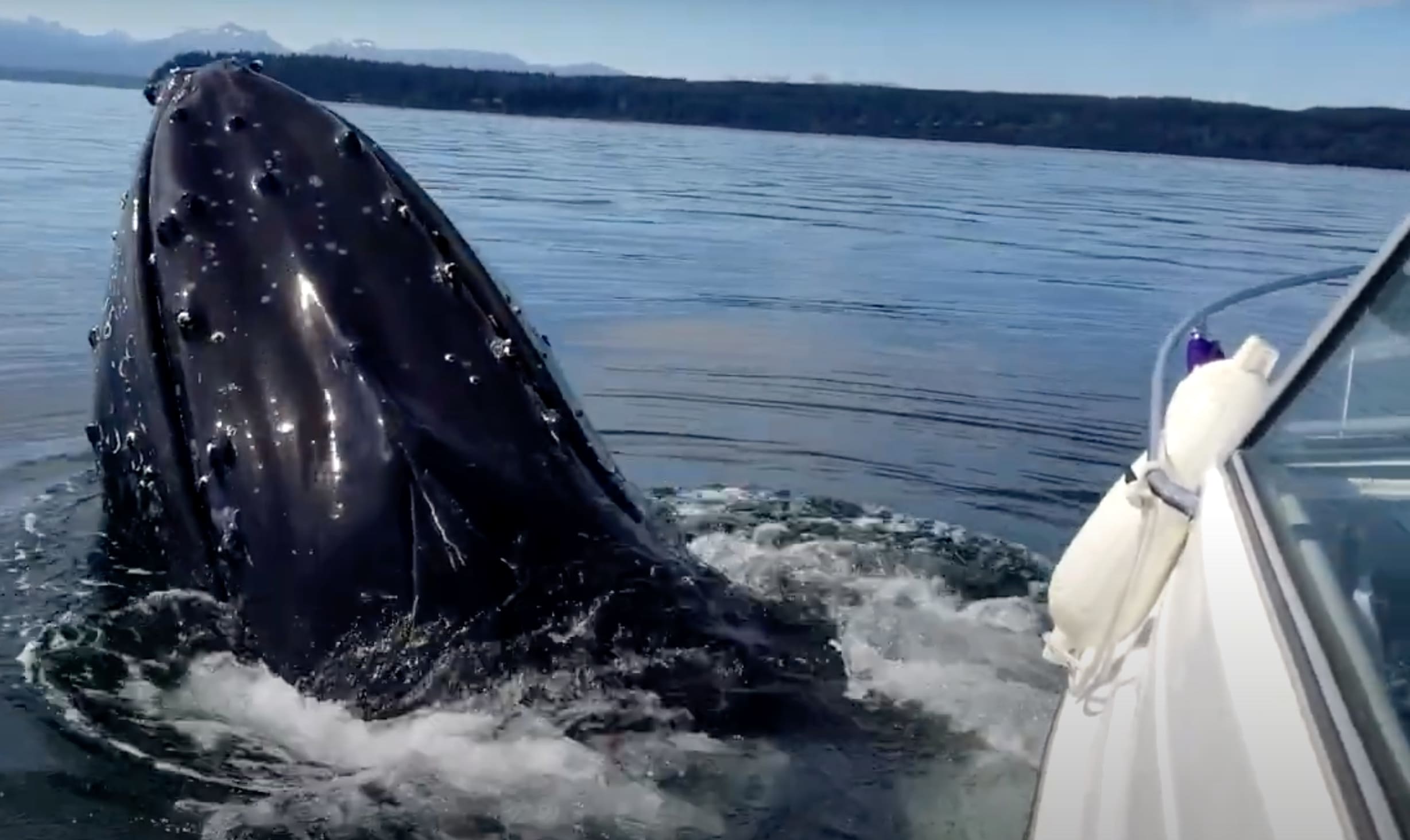 VIDEO: Canadian Family’s Extreme Close Encounter With Humpback Whale