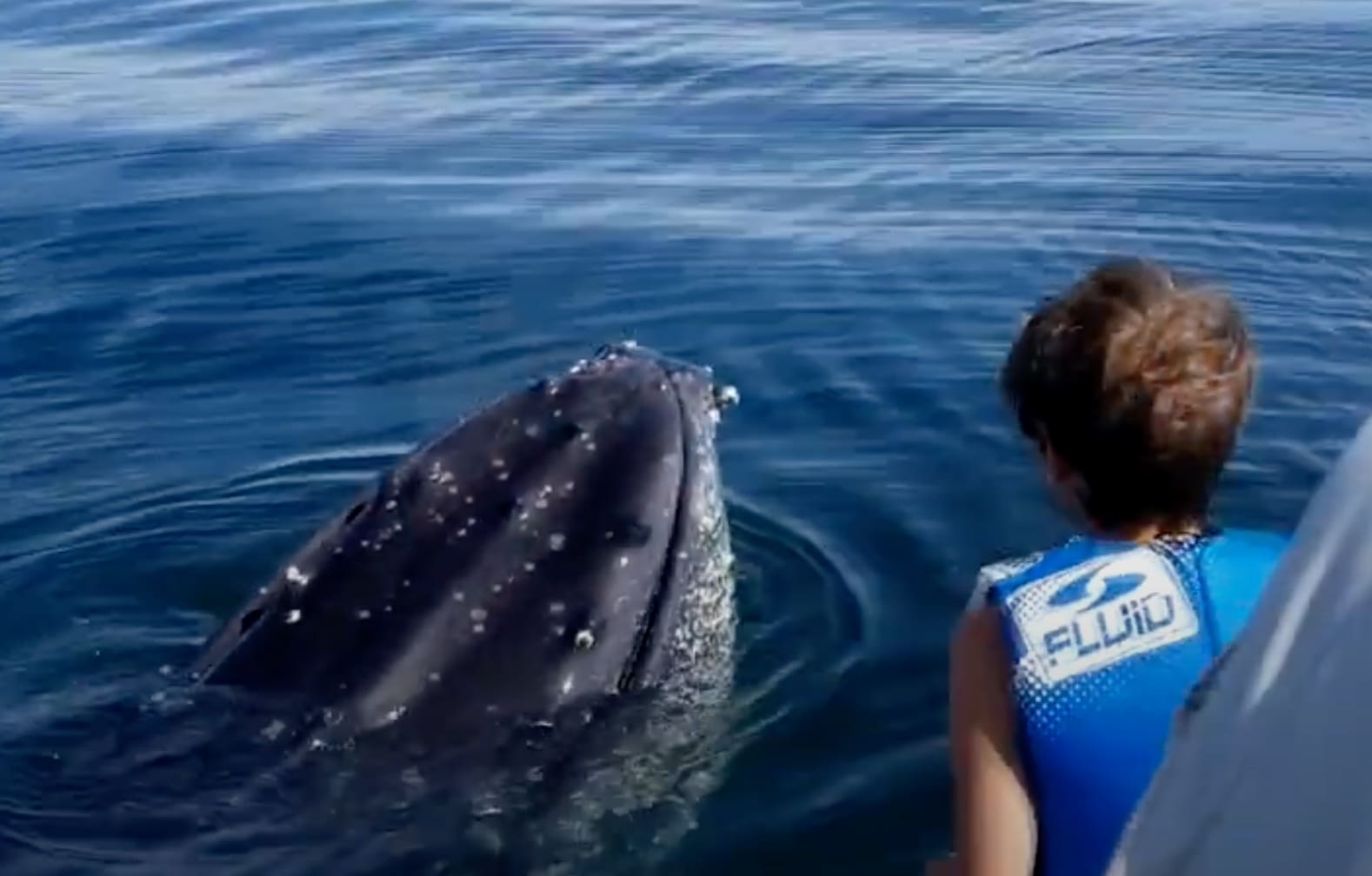 VIDEO: Canadian Family’s Extreme Close Encounter With Humpback Whale