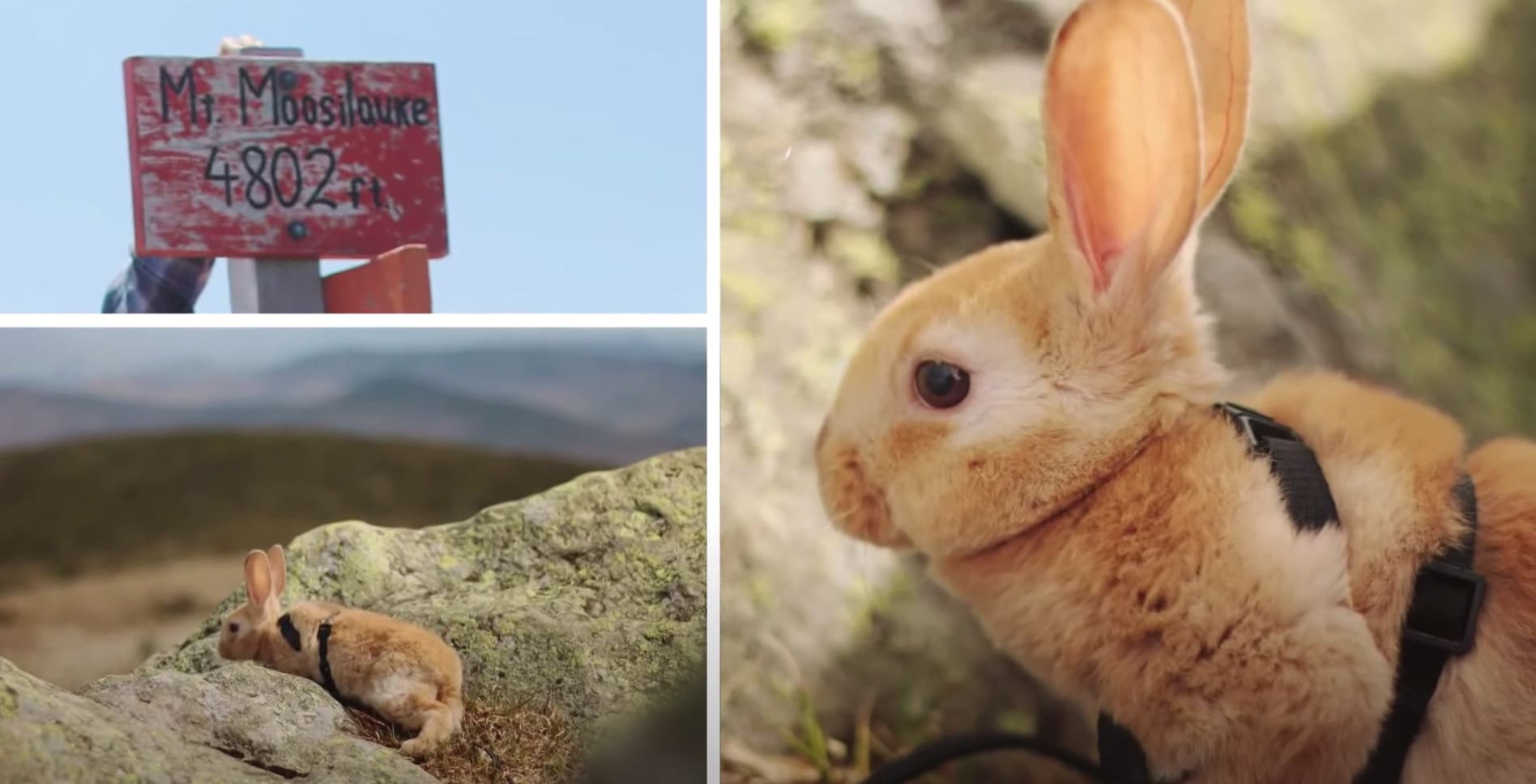 WATCH: Hiking Bunny Summits All Of New Hampshire’s 4000′ Mountains