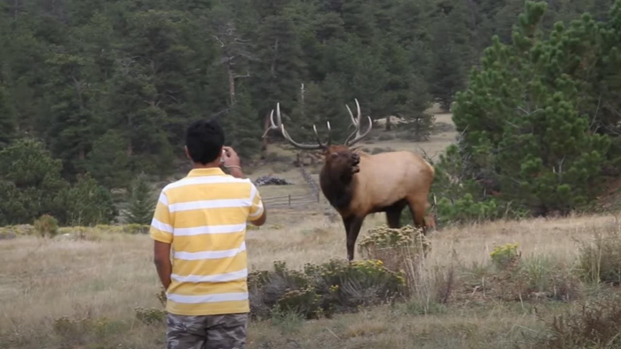 Stupid Sightseer Takes Photos As Elk Warns Him (Watch)