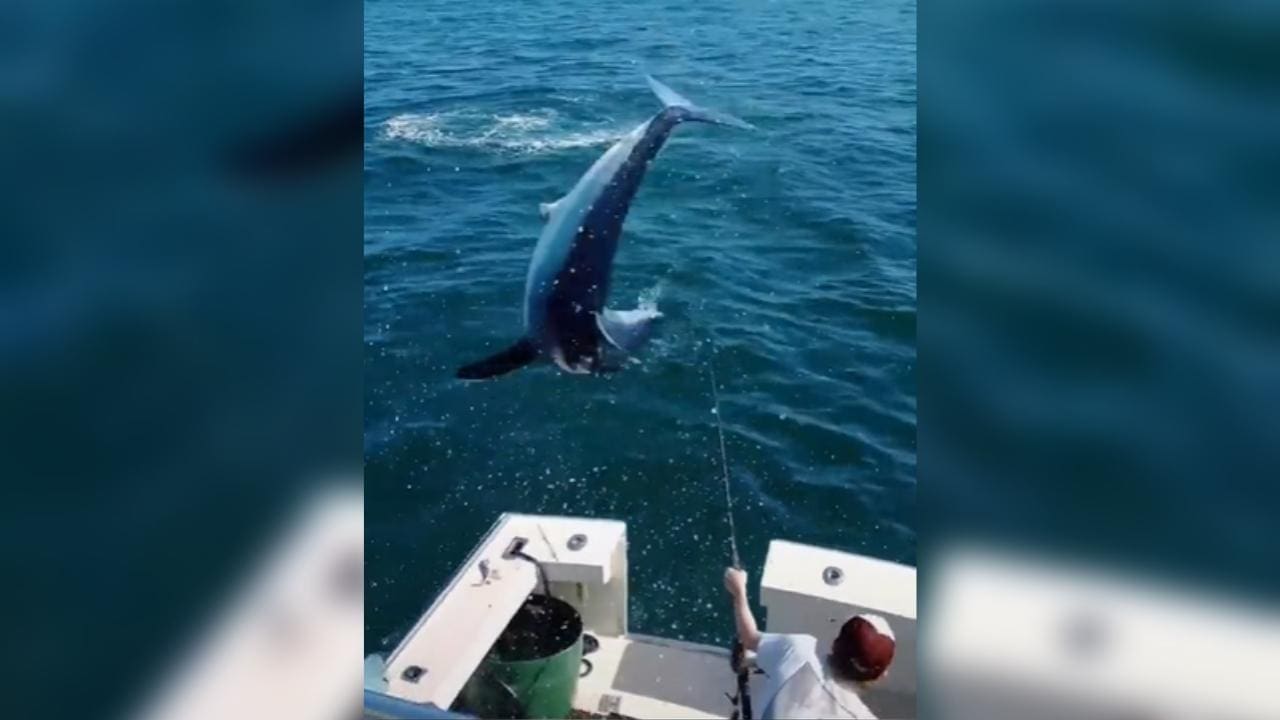 Shark Launches Into Fishing Boat (Insane Video)