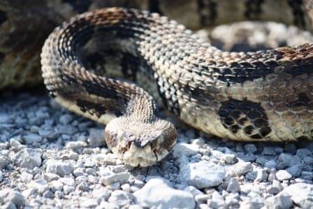 Mass Migration of Venomous Snakes Shuts Down Illinois Highway