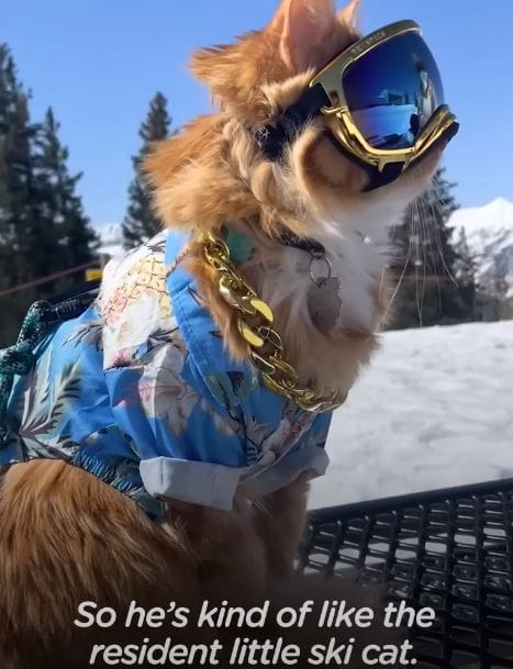 Meet The Colorado Cat Who Has His Own Ski Pass (Video)