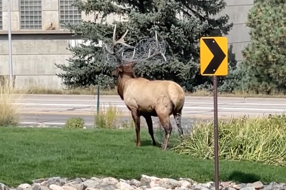 VIDEO: Colorado Elk Tangled In Wire Mesh Fencing Tranquilized & Freed