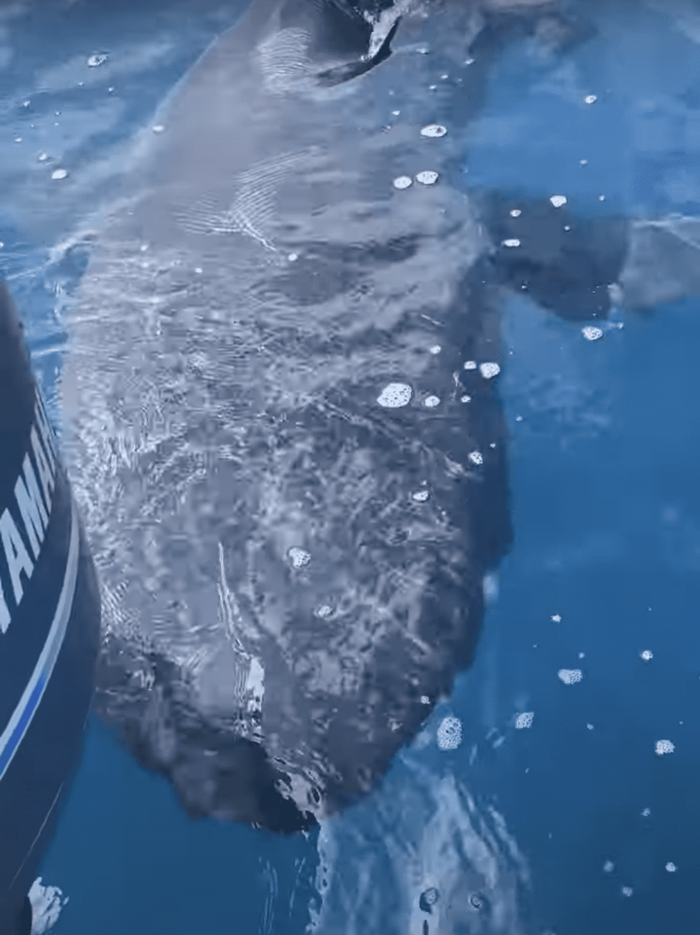 WATCH: Fishermen Spot Two Megamouth Sharks Together For The First Time