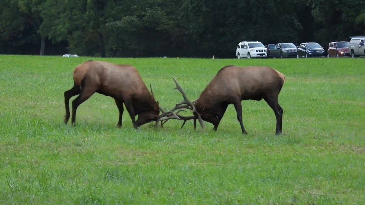 Elk Battle For Females In North Carolina (Watch)
