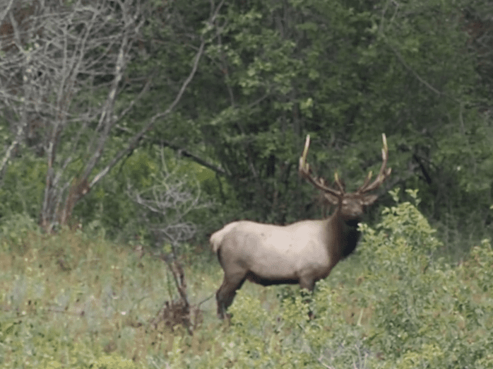 WATCH: Two Bull Moose Battle While Elk Observes From A Distance