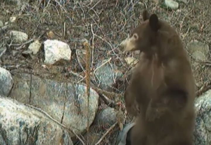 Colorado Man Survives Backyard Bear Attack
