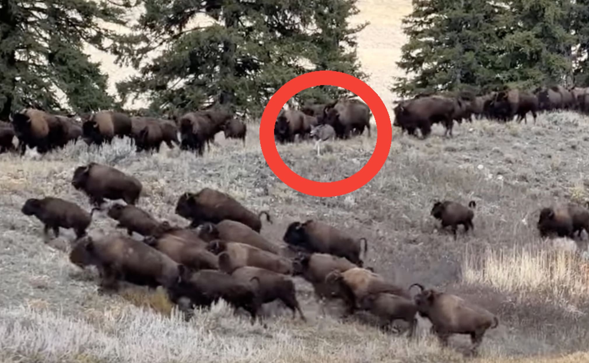 VIDEO: “Genius Level” Mule Deer Blends In With Bison Herd To Avoid ...