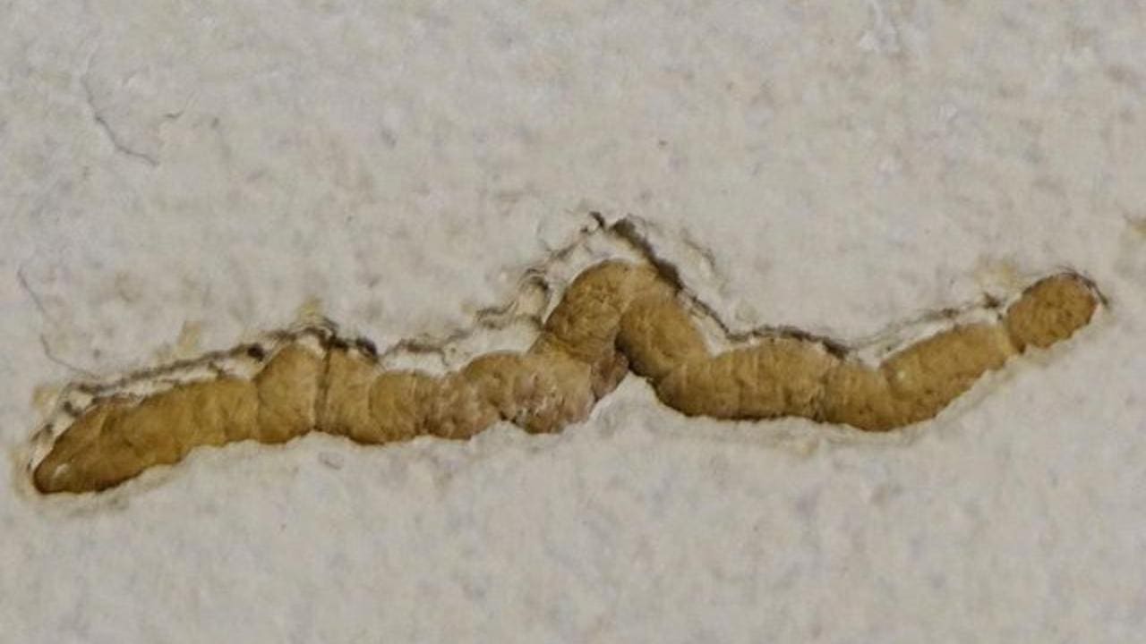 Did You Know Fossilized Poop Is Called ‘Coprolite’?