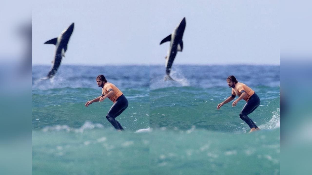 Great White Shark Launches Into Air Behind Surfer (Incredible Photos)