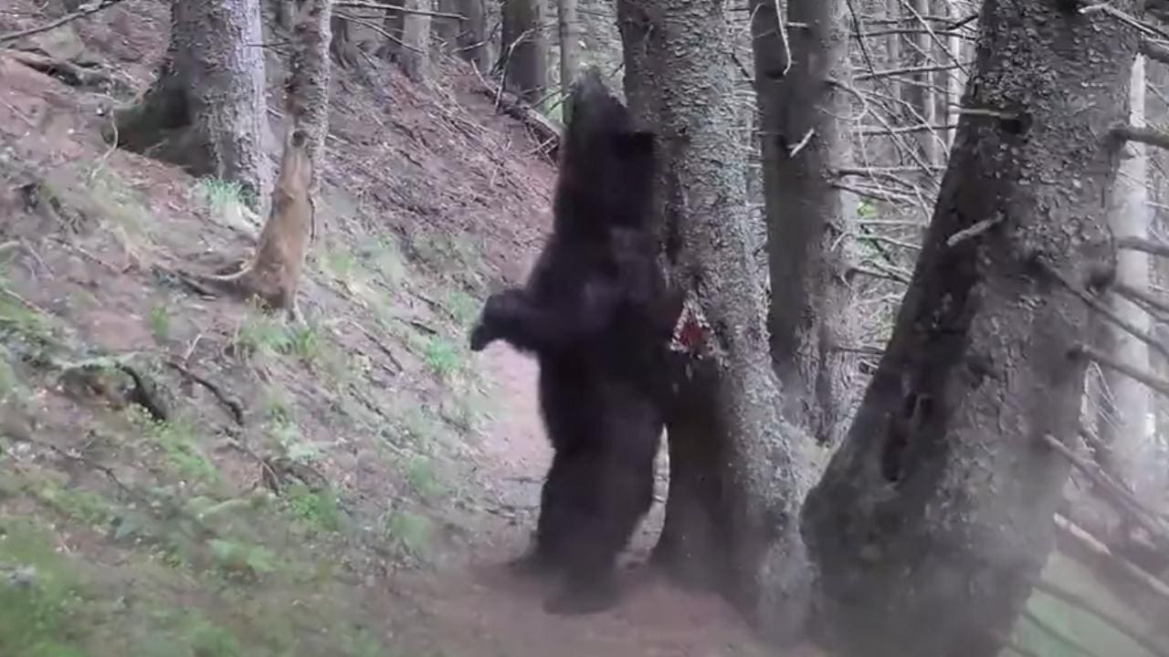 This Bear Has The Perfect Back-Scratching Tree (Video)