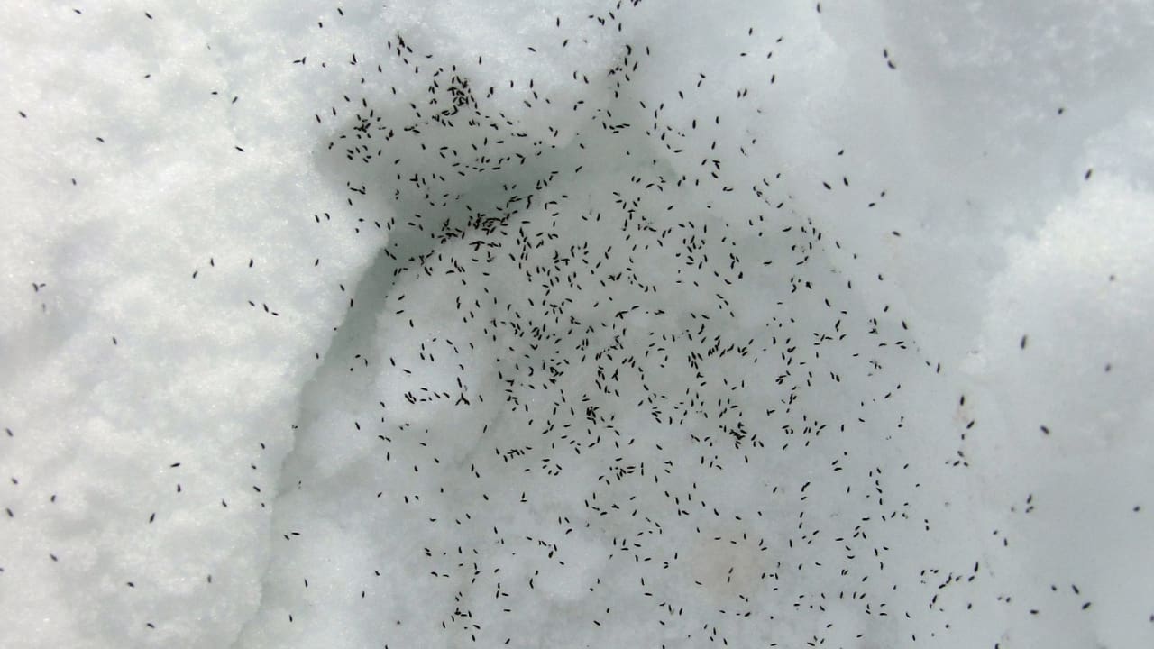 Have You Ever Heard Of Snow Fleas?