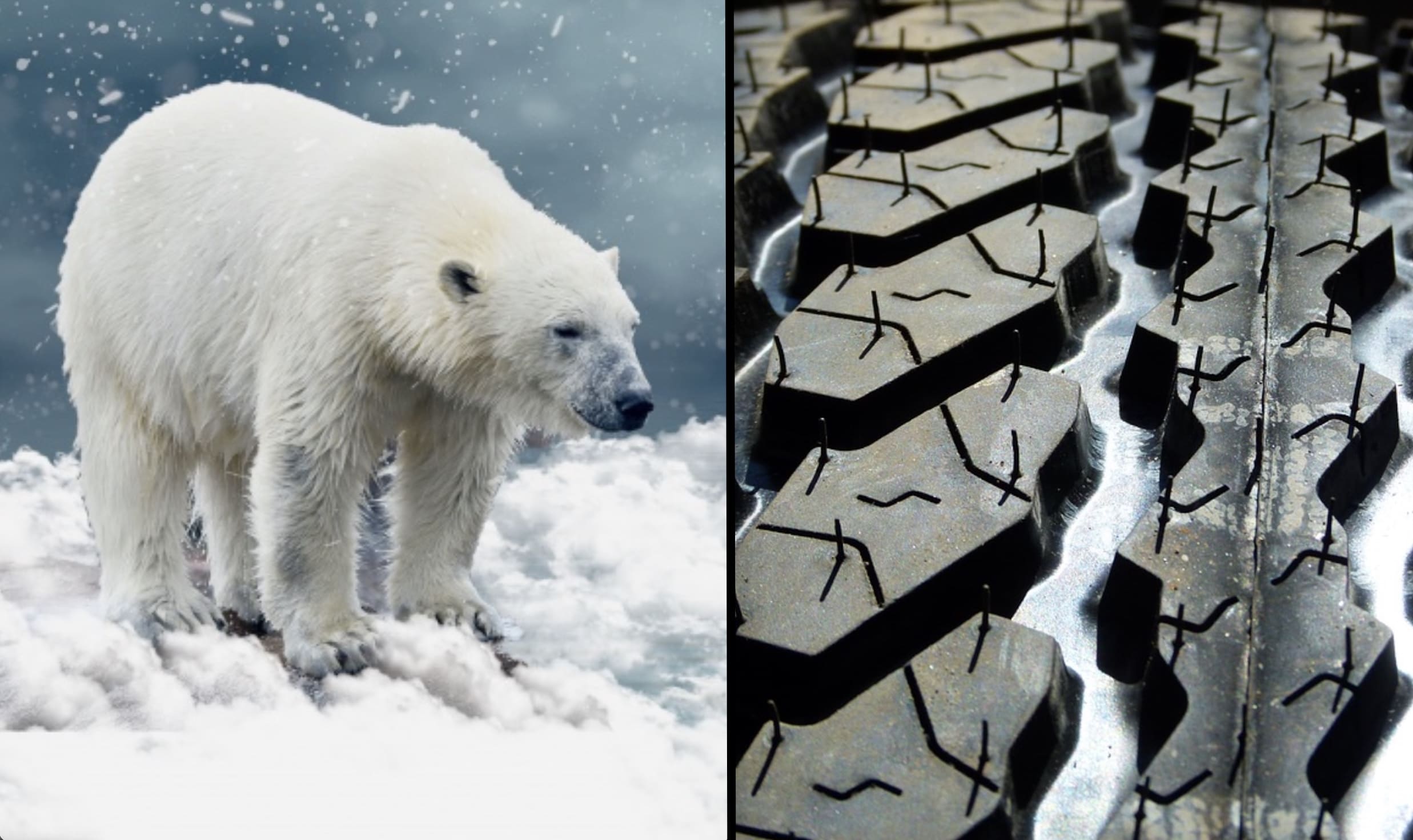 Could Polar Bear Paws Lead To Better Tire Traction? | Unofficial Networks