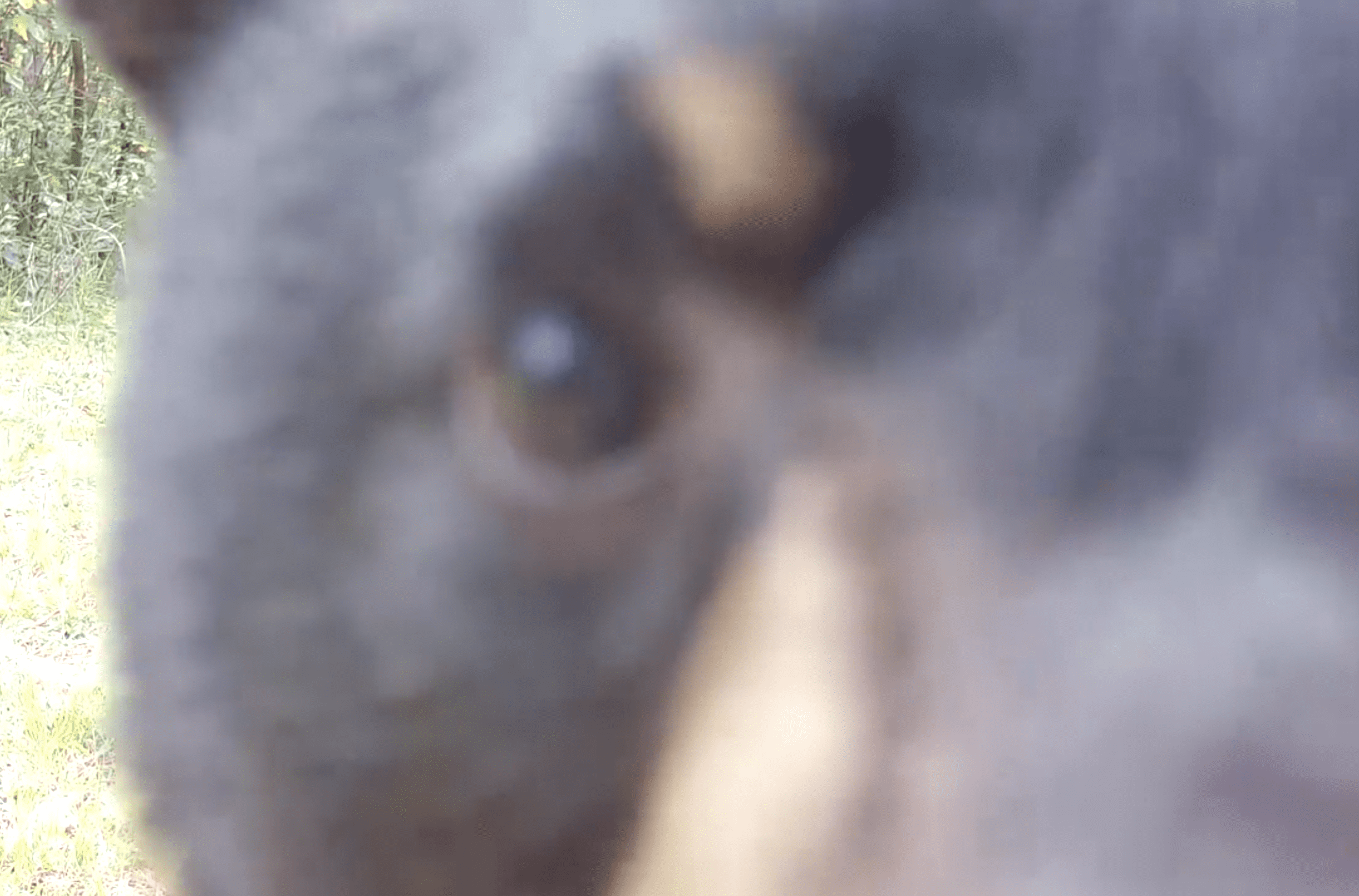 VIDEO: Chubby Bear Cub Adjusts Wildlife Camera