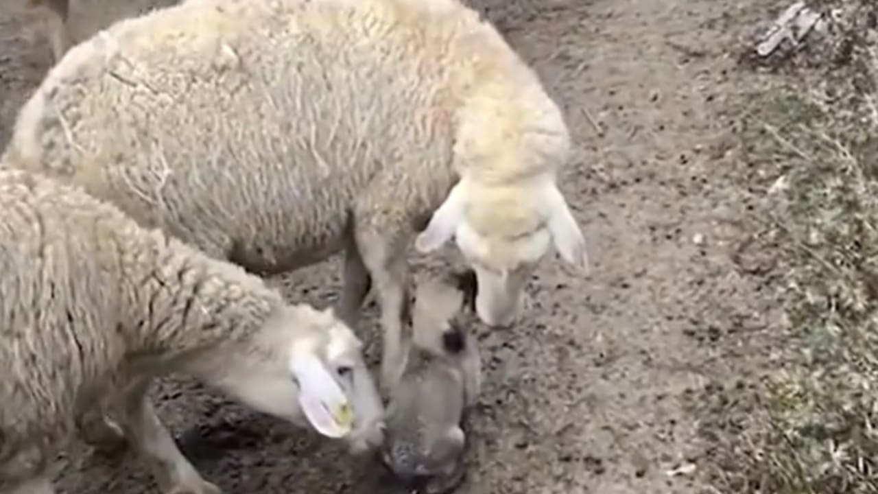 WATCH: Flock Of Sheep Adopt Adorable Puppy