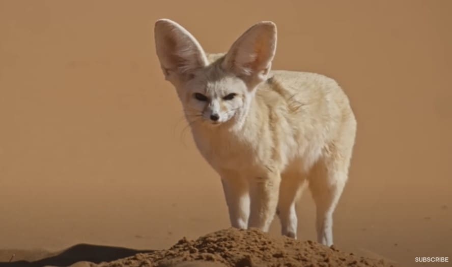 The World’s Smallest Wild Dog (Watch)