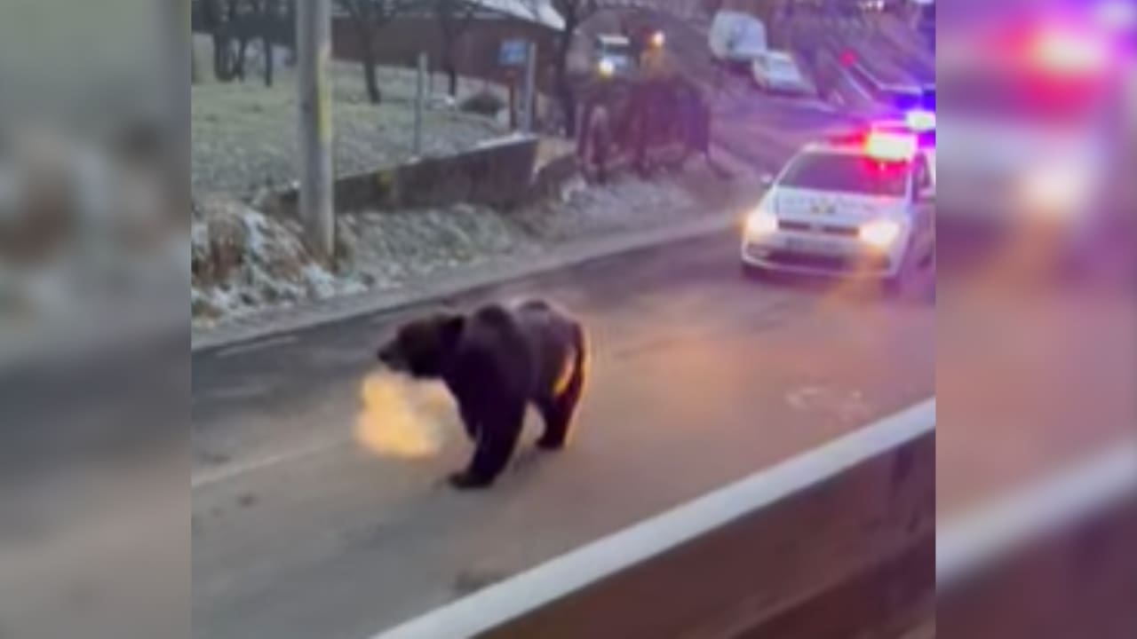Absolutely Huge Bear Chased By Police Cars (Watch)