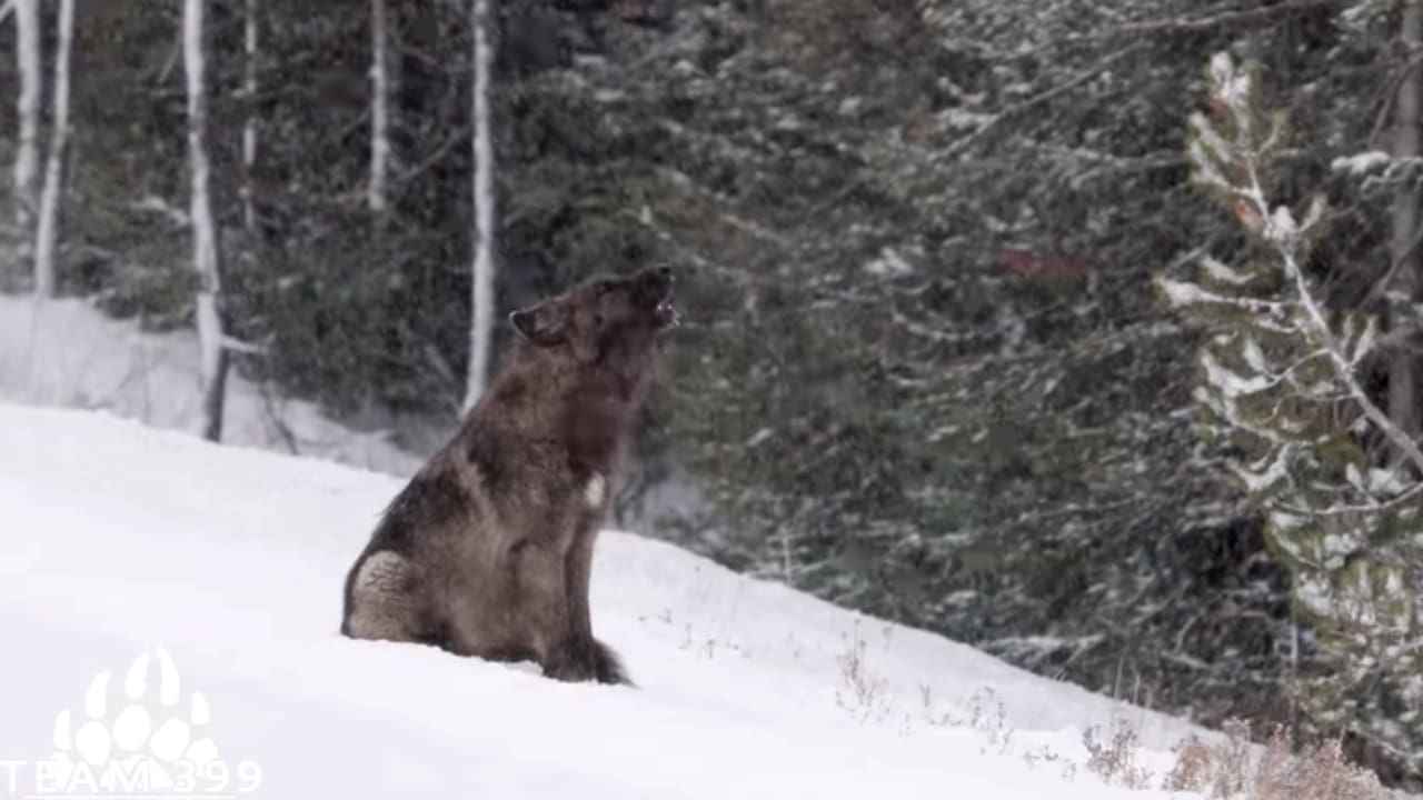Stoic Lone Wolf Howls During Blizzard (Watch/Listen)