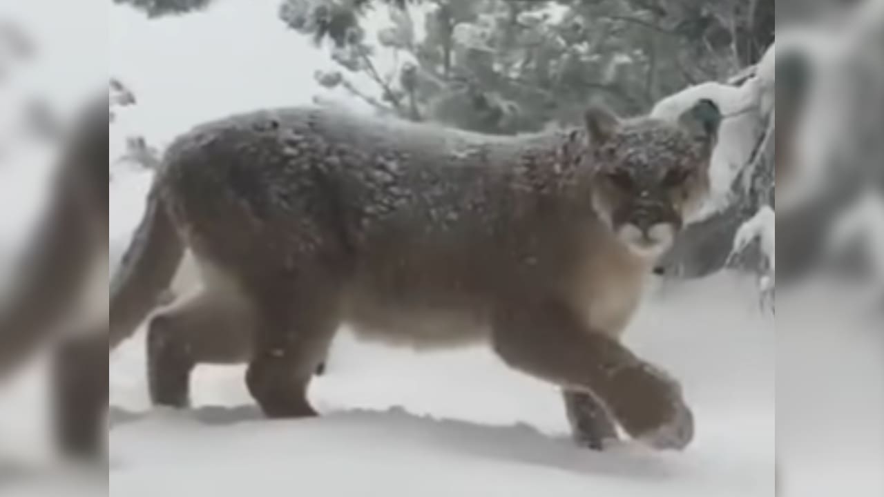 Woman And Dog Come Face-To-Face With Beautiful Cougar (Watch)