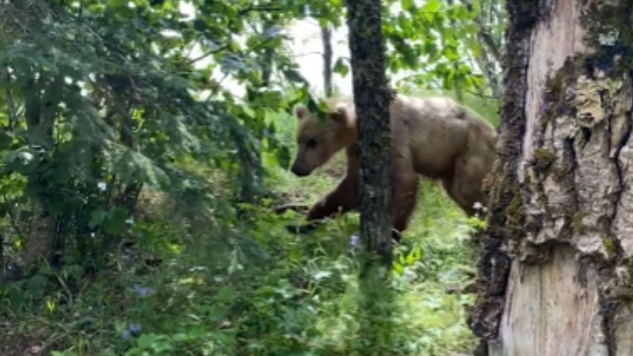 Hiker ‘Makes Friends’ With Grizzly Bear (Video)