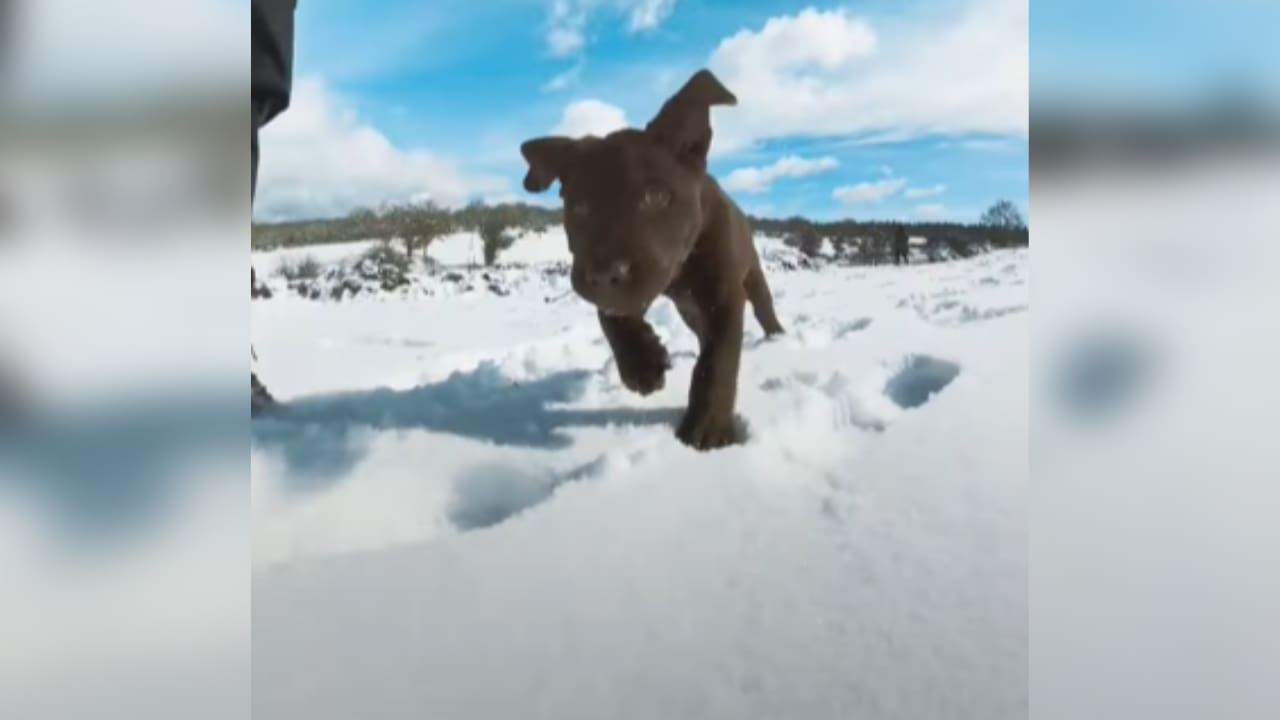 Chocolate Lab Puppy Sees Snow For The First Time (Watch)