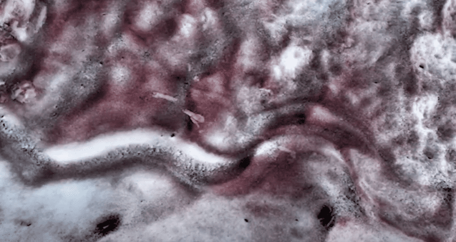 What Is “Watermelon Snow”? (Watch)