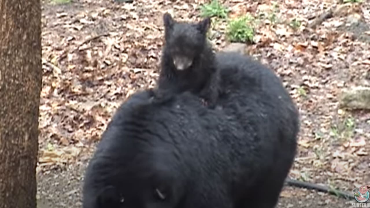 WATCH: Cute Bear Cub Rides Piggyback On Mama